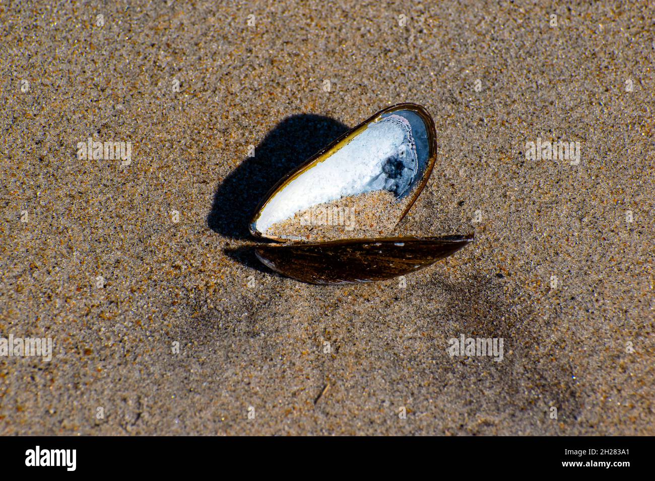Clam shell on the beach hi-res stock photography and images - Alamy