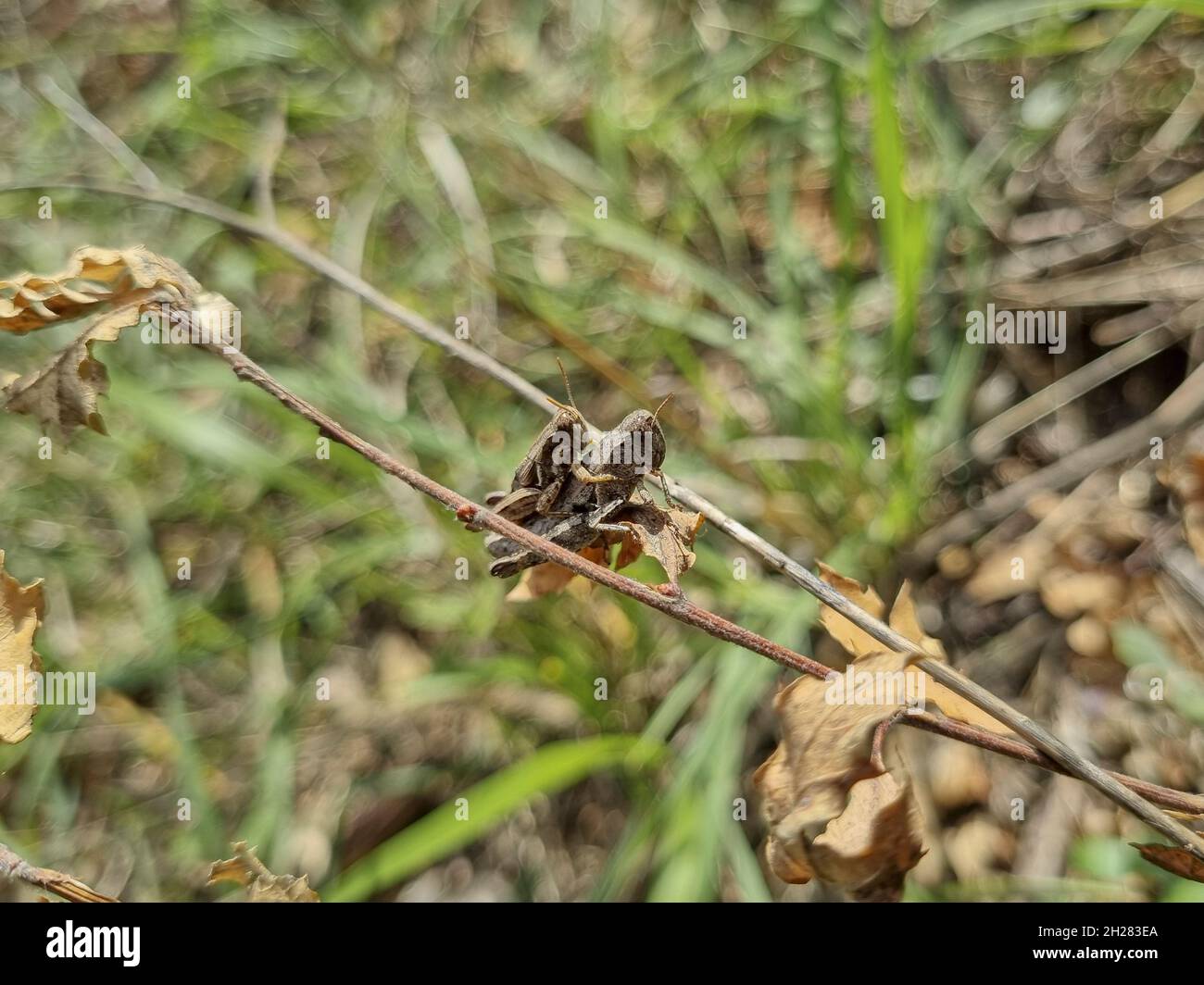 Two cricket insects living together on wild natural ecosystem,macro ...