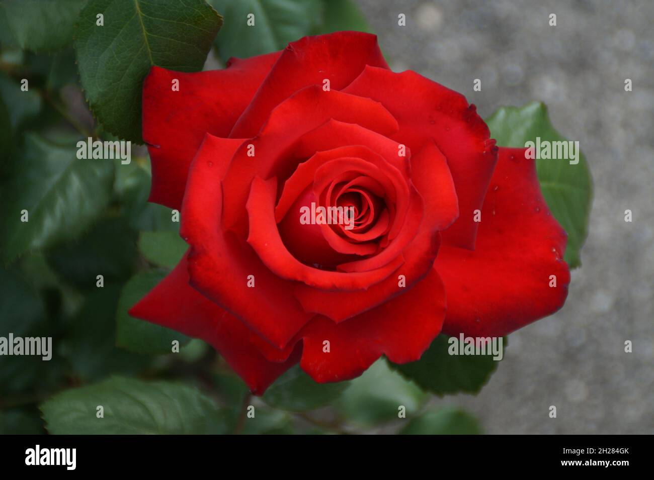 Velvety bloom hi-res stock photography and images - Alamy