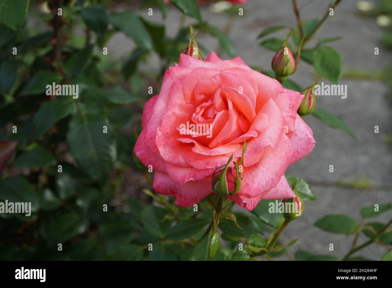 a gorgeous large pink rose Stock Photo - Alamy