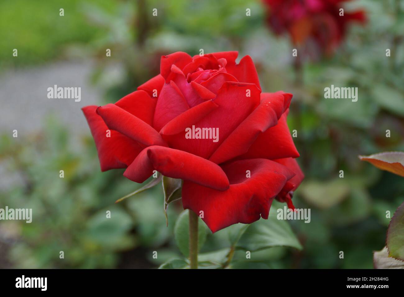 a gorgeous velvety red rose Stock Photo - Alamy