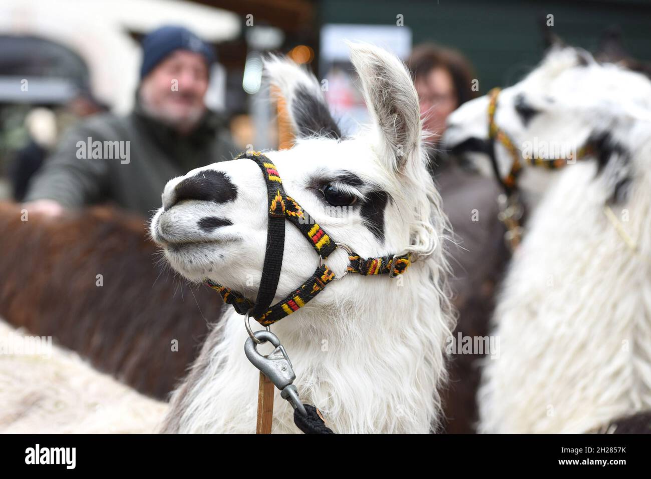European llama hi-res stock photography and images - Alamy