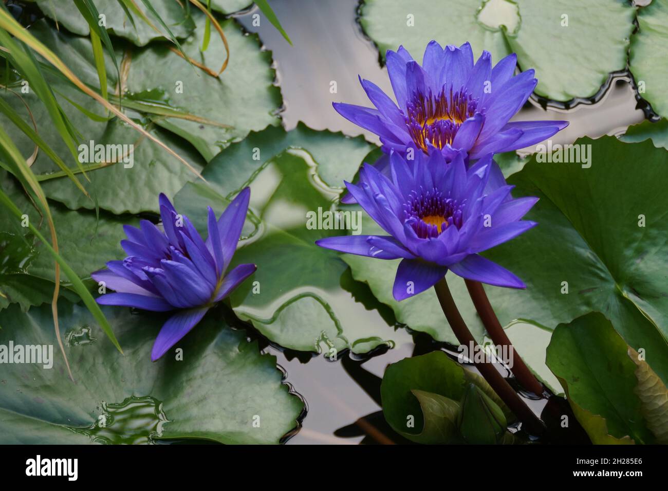three gorgeous purple tropical water lilies Stock Photo - Alamy