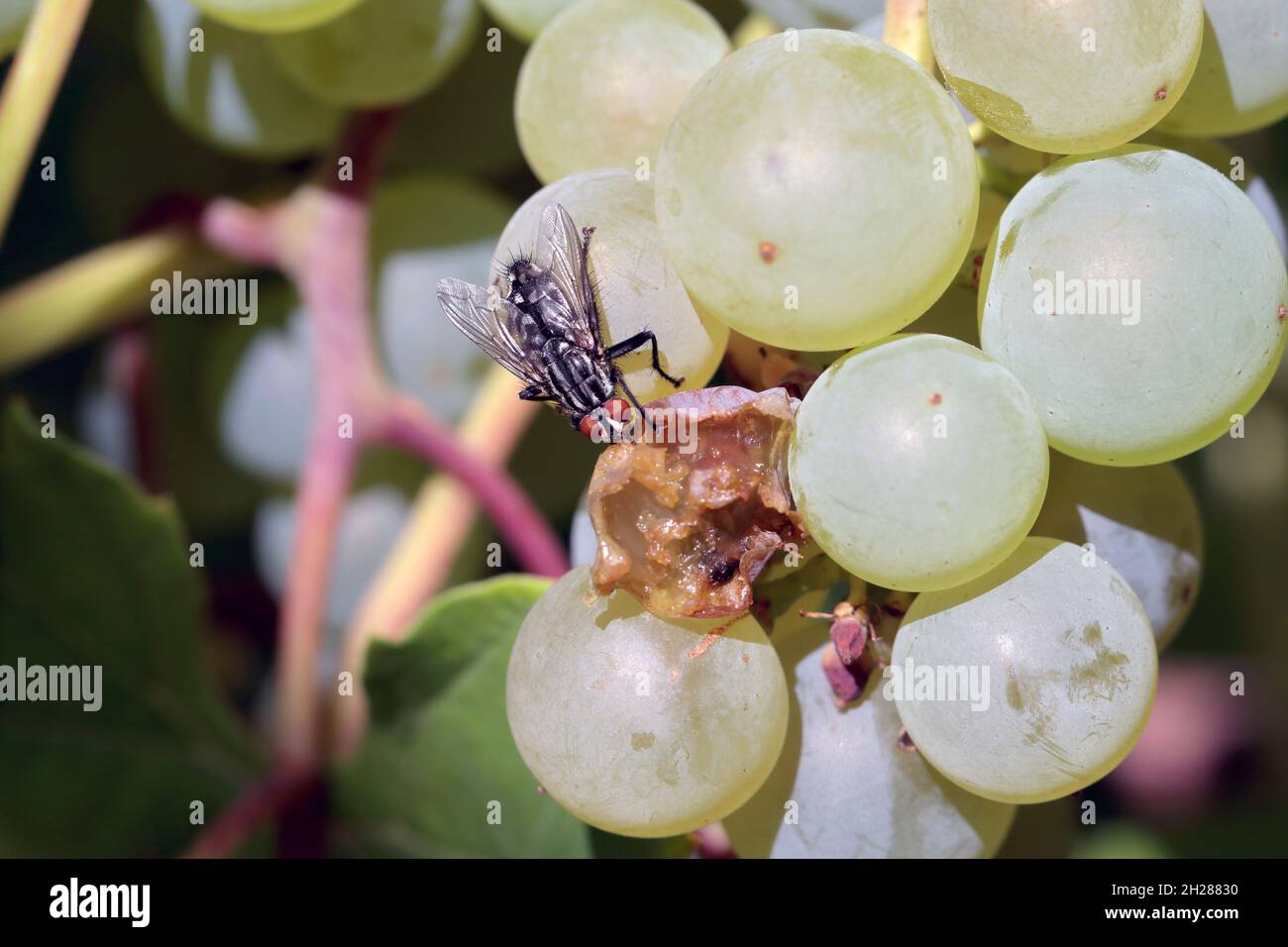 Close up grape on vineyard hi-res stock photography and images - Alamy