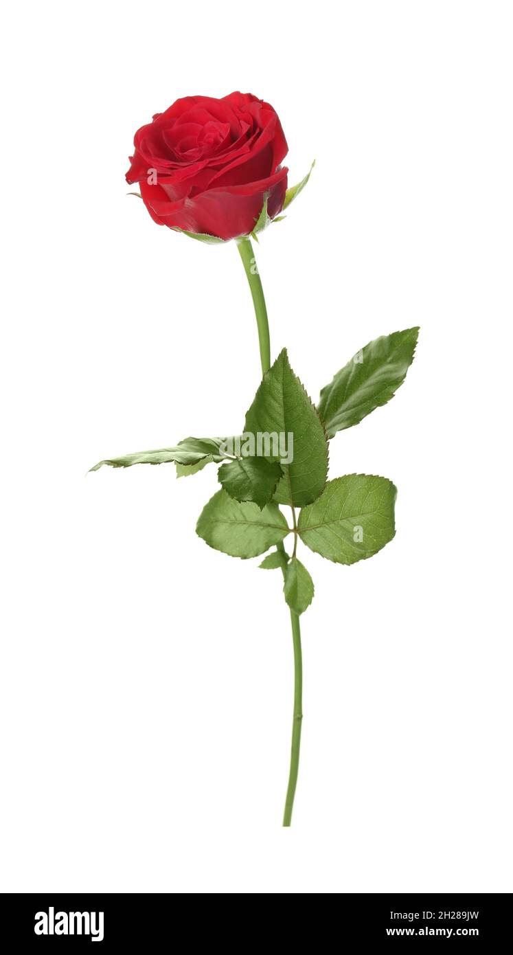 Beautiful red rose on white background. Funeral symbol Stock Photo - Alamy