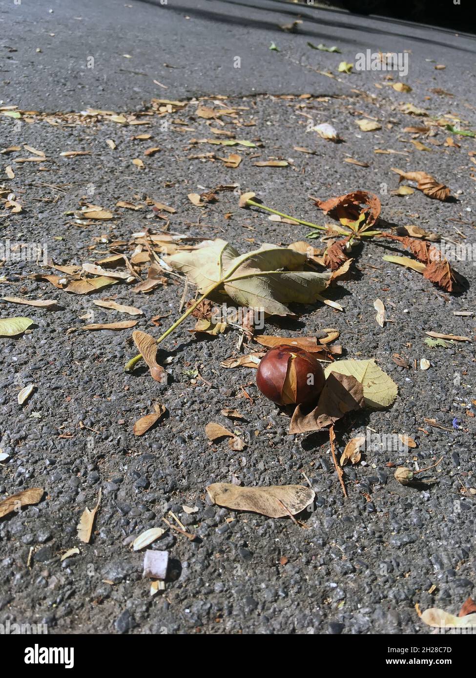 Autumn street view. Fall leaves and a Chestnut Stock Photo - Alamy