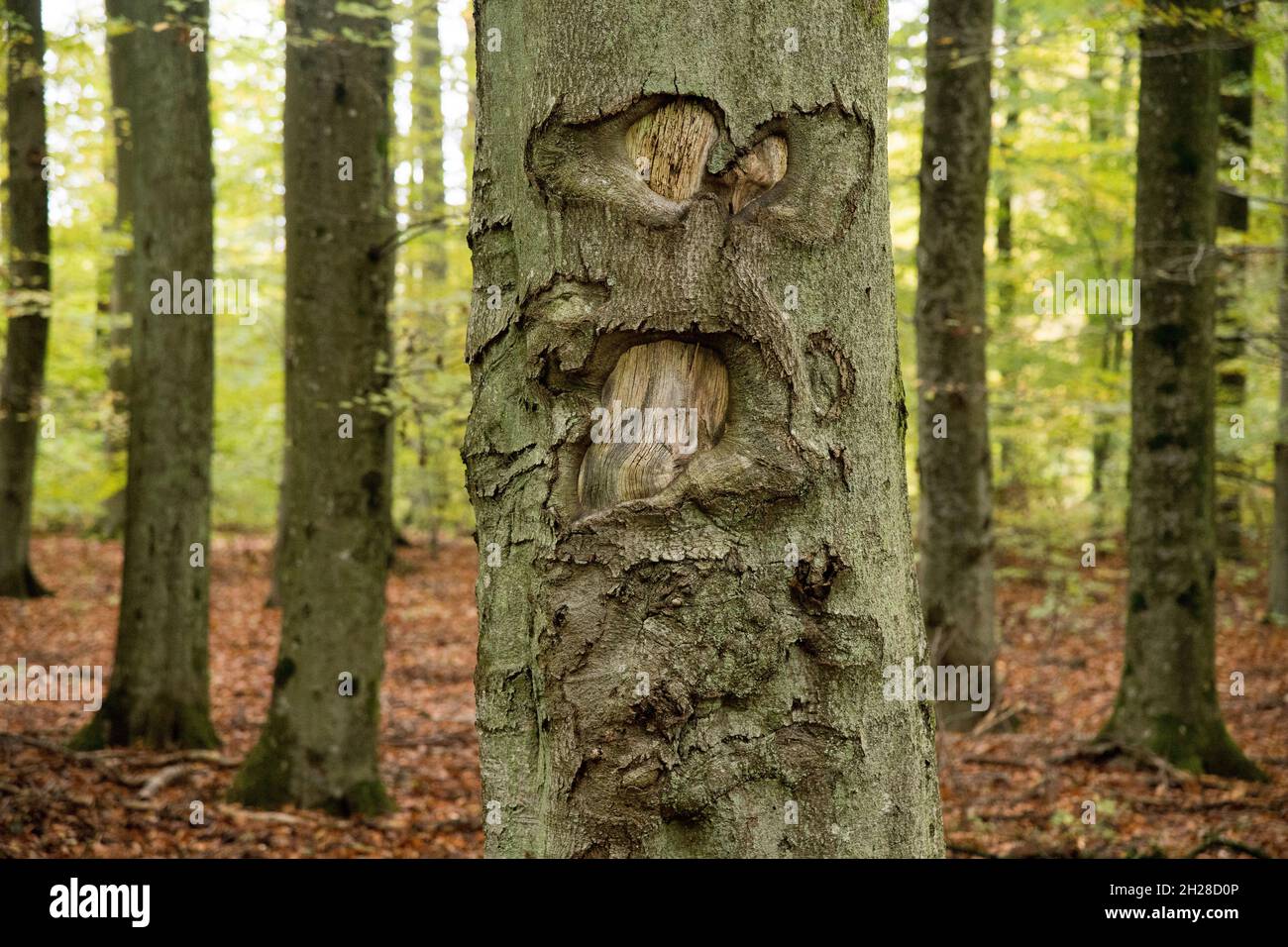 Tree shaped like a human head hi-res stock photography and images - Alamy