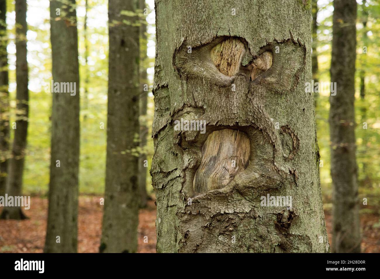 Tree shaped like a human head hi-res stock photography and images - Alamy