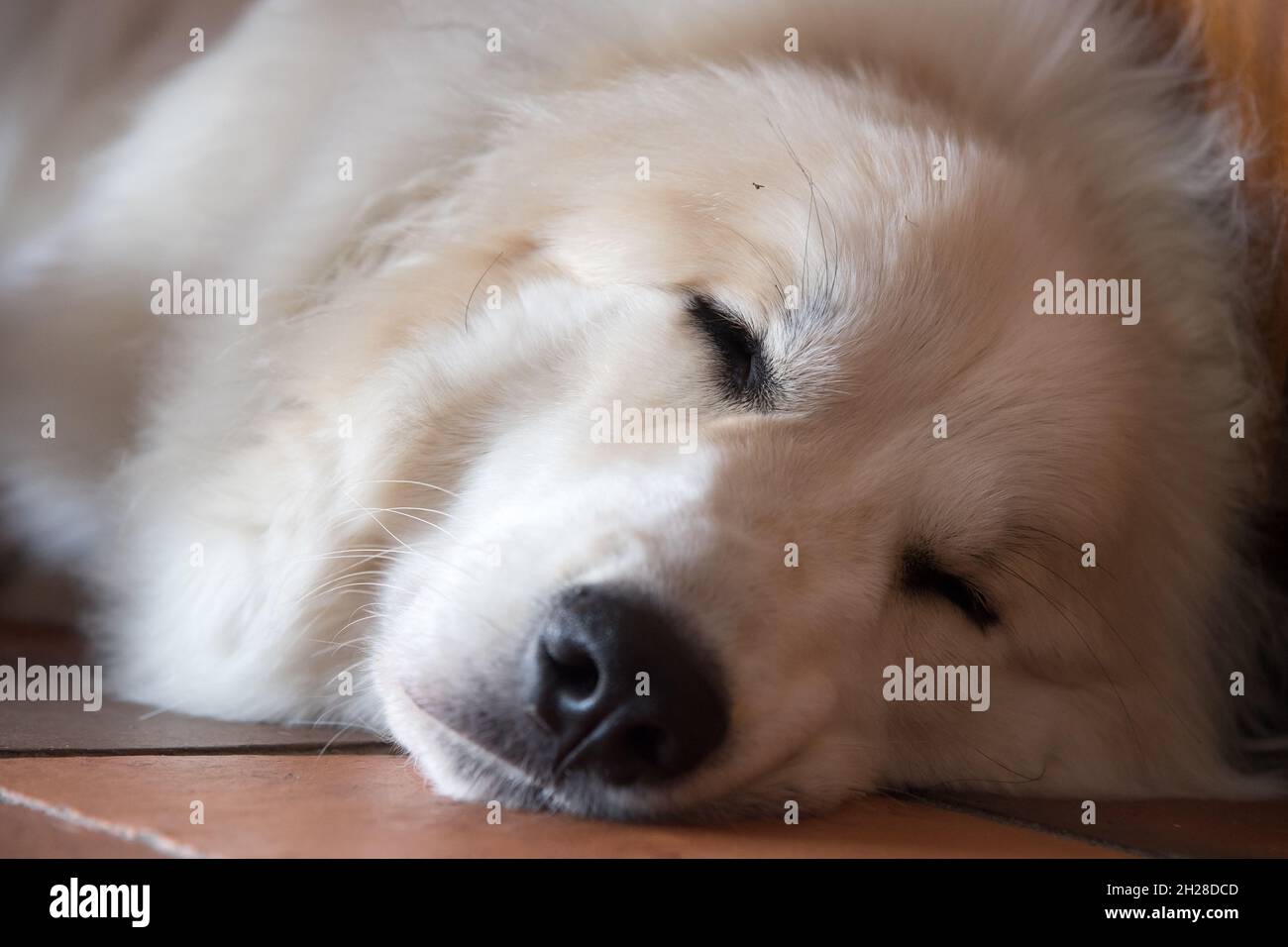 Pyrenean Mountain Dog sleeping © Wojciech Strozyk / Alamy Stock Photo ...