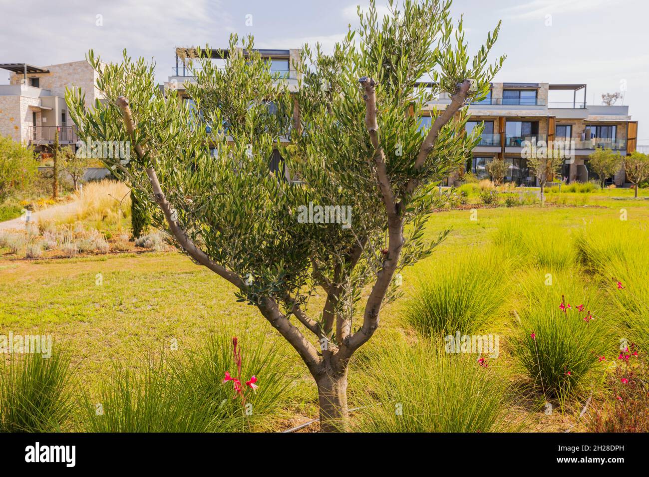 Young olive tree hi-res stock photography and images - Alamy