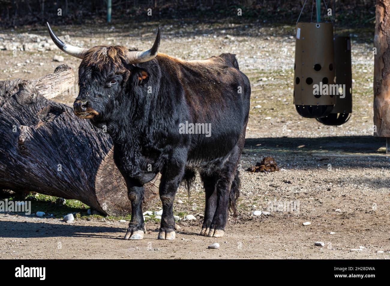 Heck cattle, Bos primigenius taurus, claimed to resemble the extinct ...
