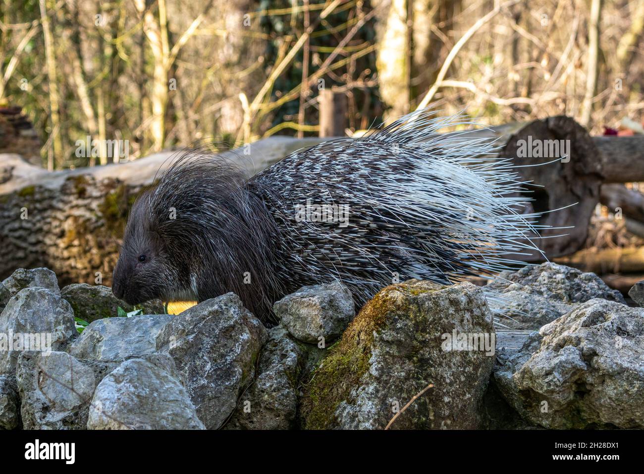 The Indian crested Porcupine, Hystrix indica or Indian porcupine, is a ...