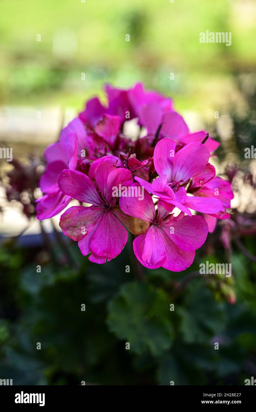 Purple geranium pelargonium flower blooming in a garden Stock Photo - Alamy