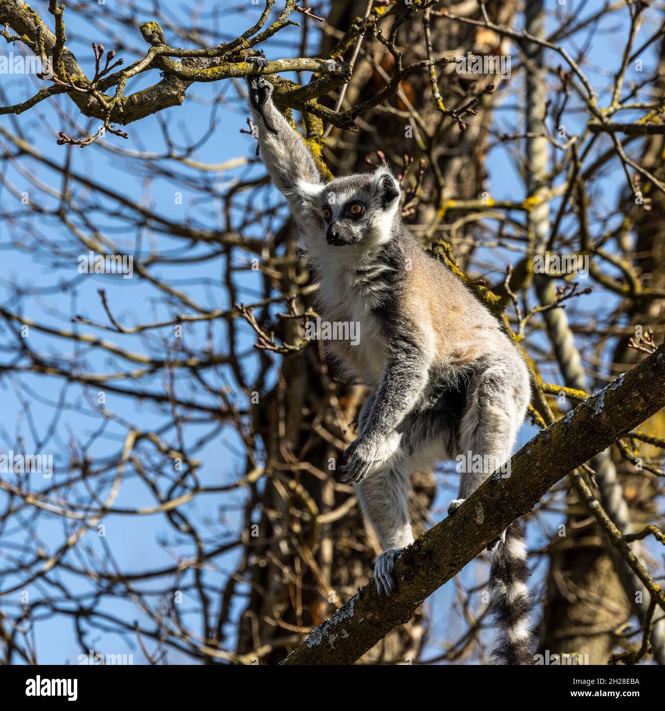 The ring-tailed lemur, Lemur catta is a large strepsirrhine primate and ...
