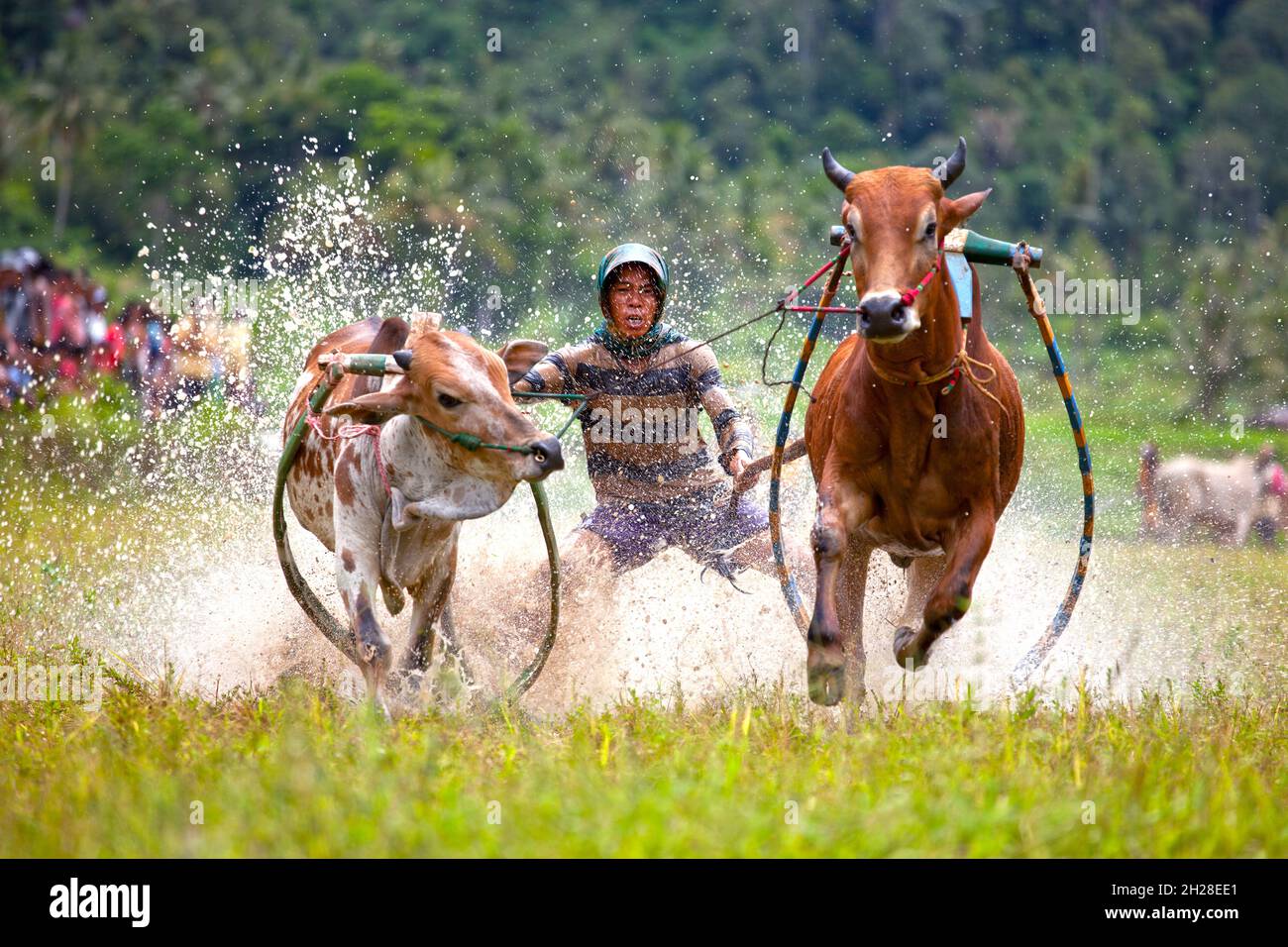 The Pacu Jawi bull racing event that takes place in villages in West ...