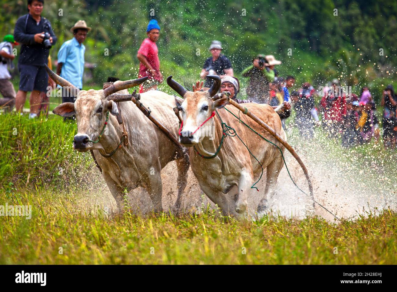 The Pacu Jawi bull racing event that takes place in villages in West ...