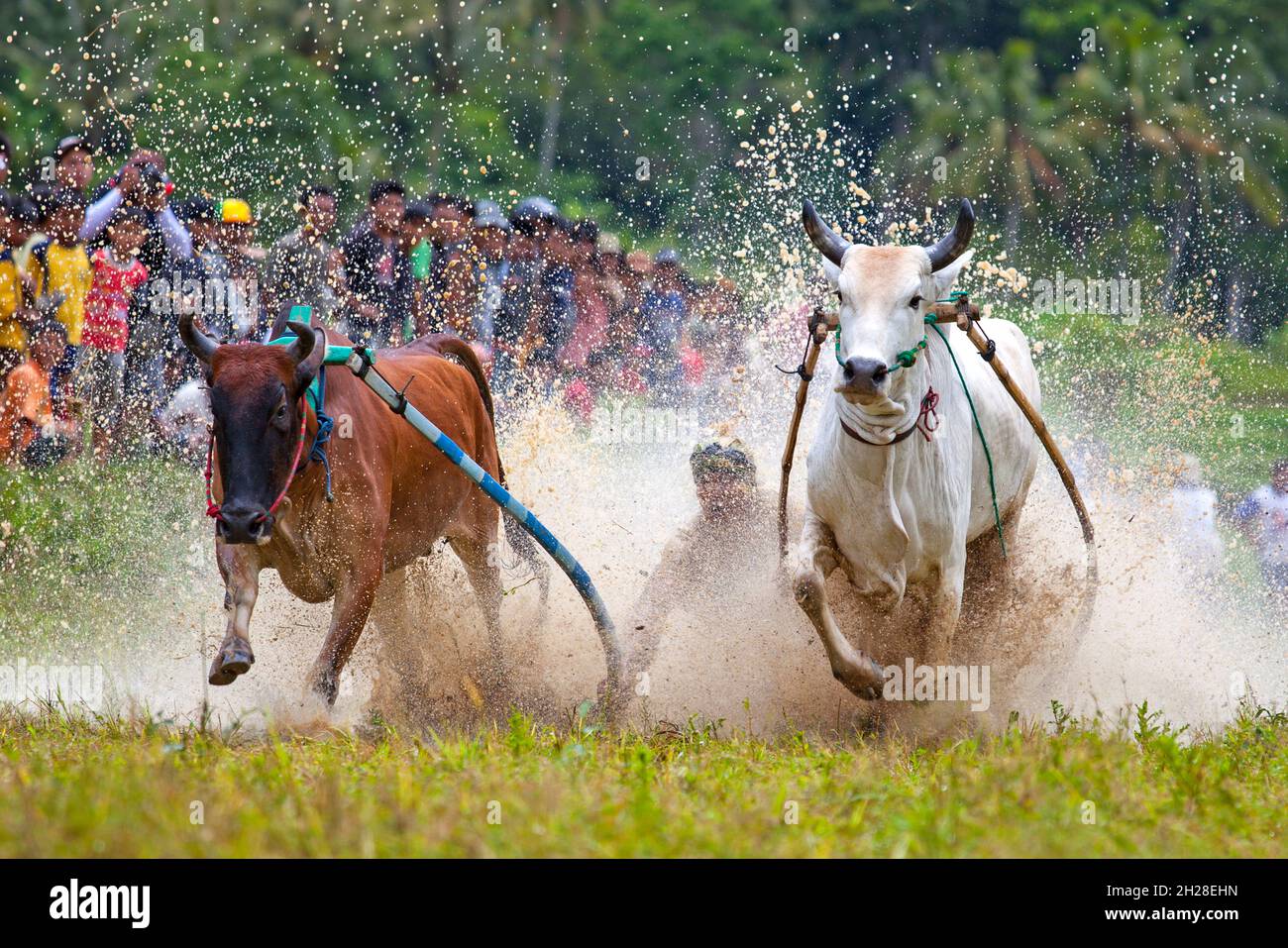 The Pacu Jawi bull racing event that takes place in villages in West ...