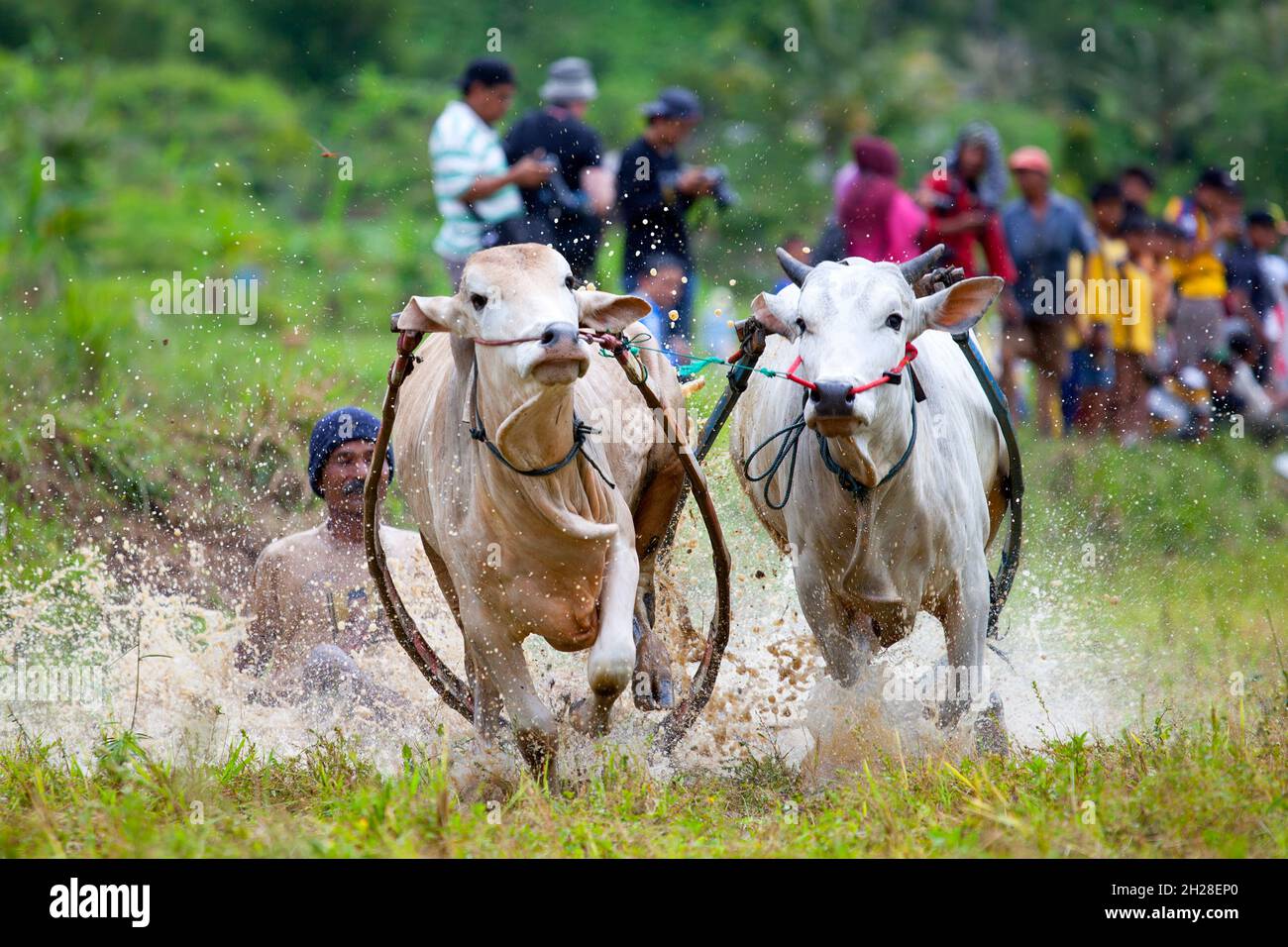 The Pacu Jawi bull racing event that takes place in villages in West ...