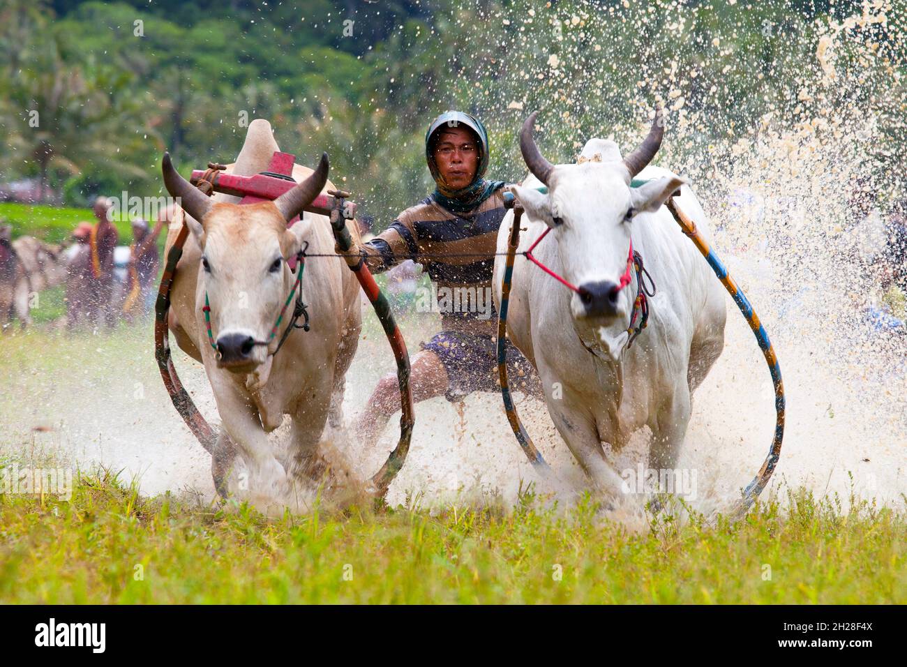 The Pacu Jawi bull racing event that takes place in villages in West ...