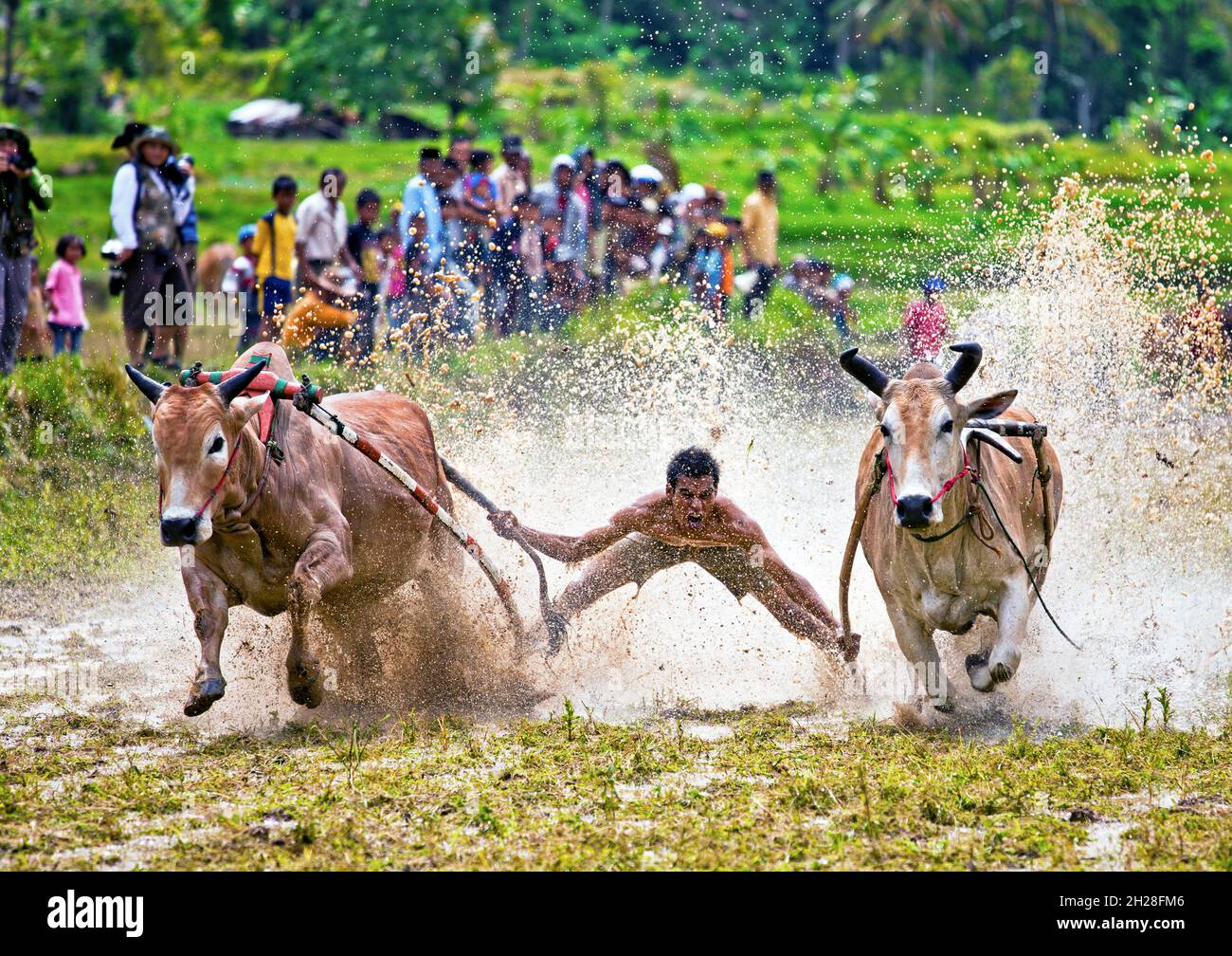 The Pacu Jawi bull racing event that takes place in villages in West ...