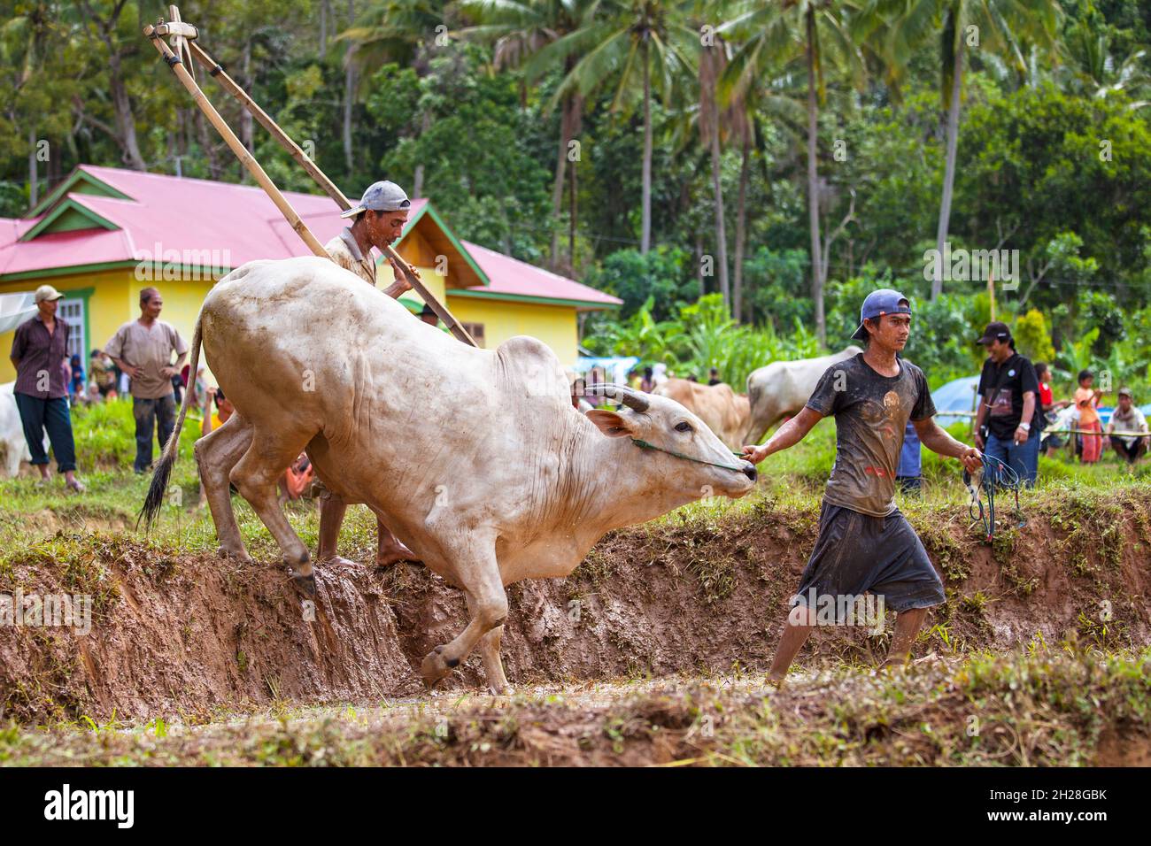 A man walking his bull at the Pacu Jawi bull racing event that takes ...