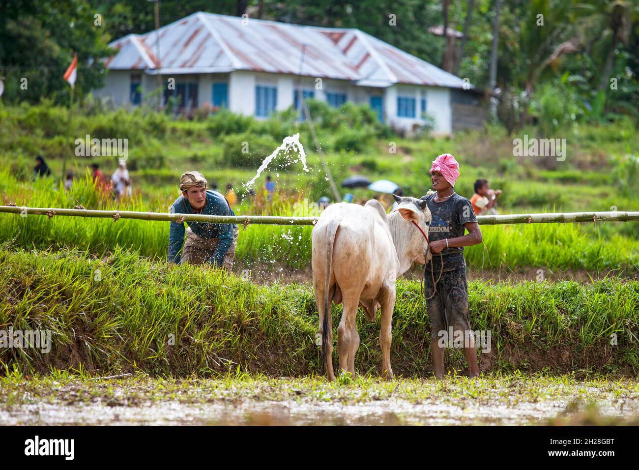 Animals in a spray race hi-res stock photography and images - Alamy