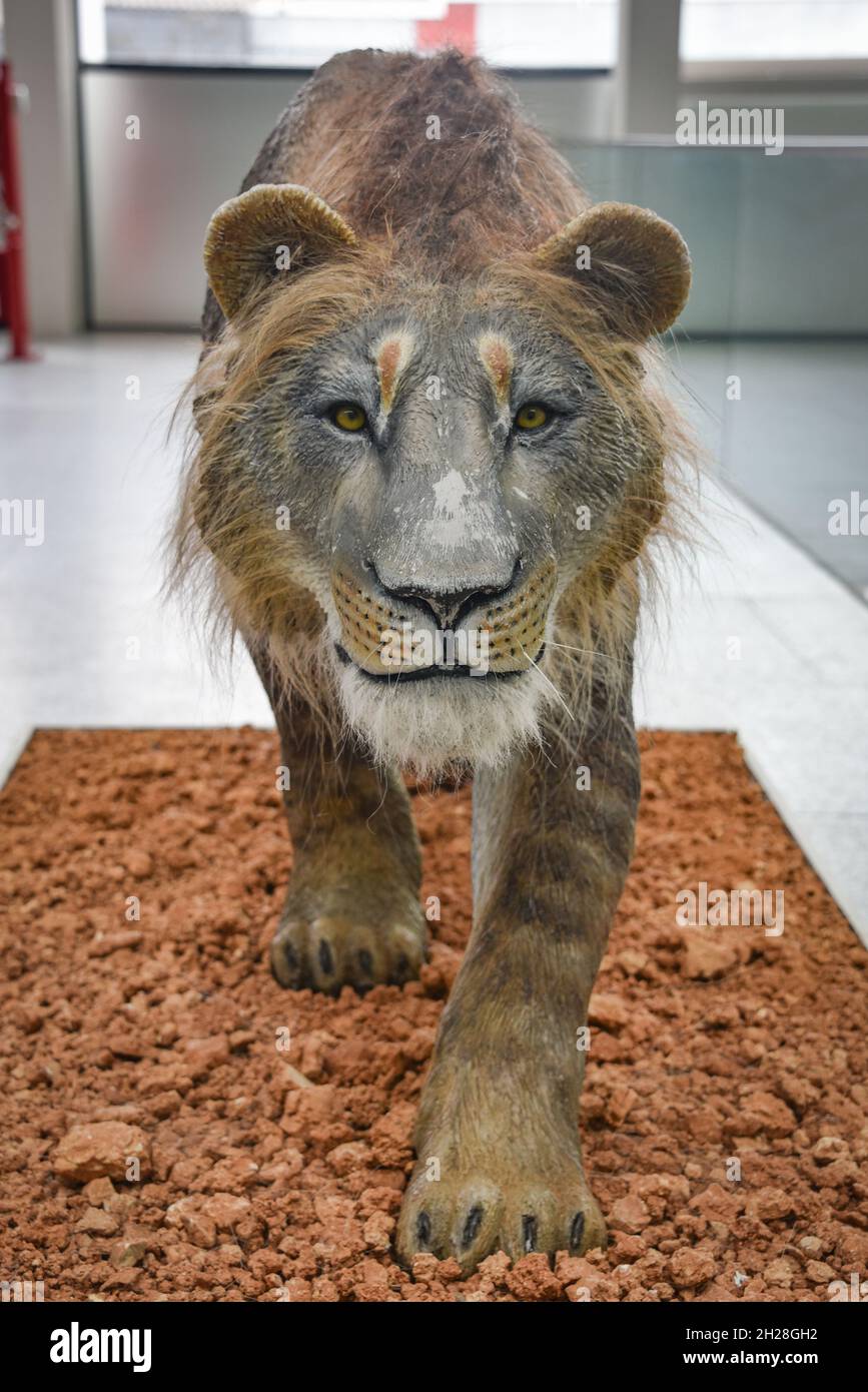Burgos, Spain - 16 Oct, 2021: Prehistoric Lion model on display at the ...