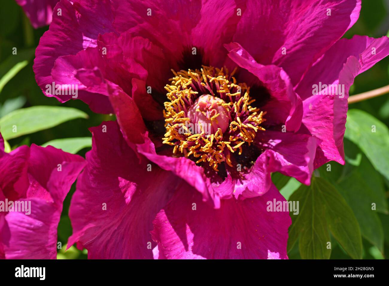 Nahaufnahme einer Pfingstrosen-Blüte - Close up of a peony blossom ...