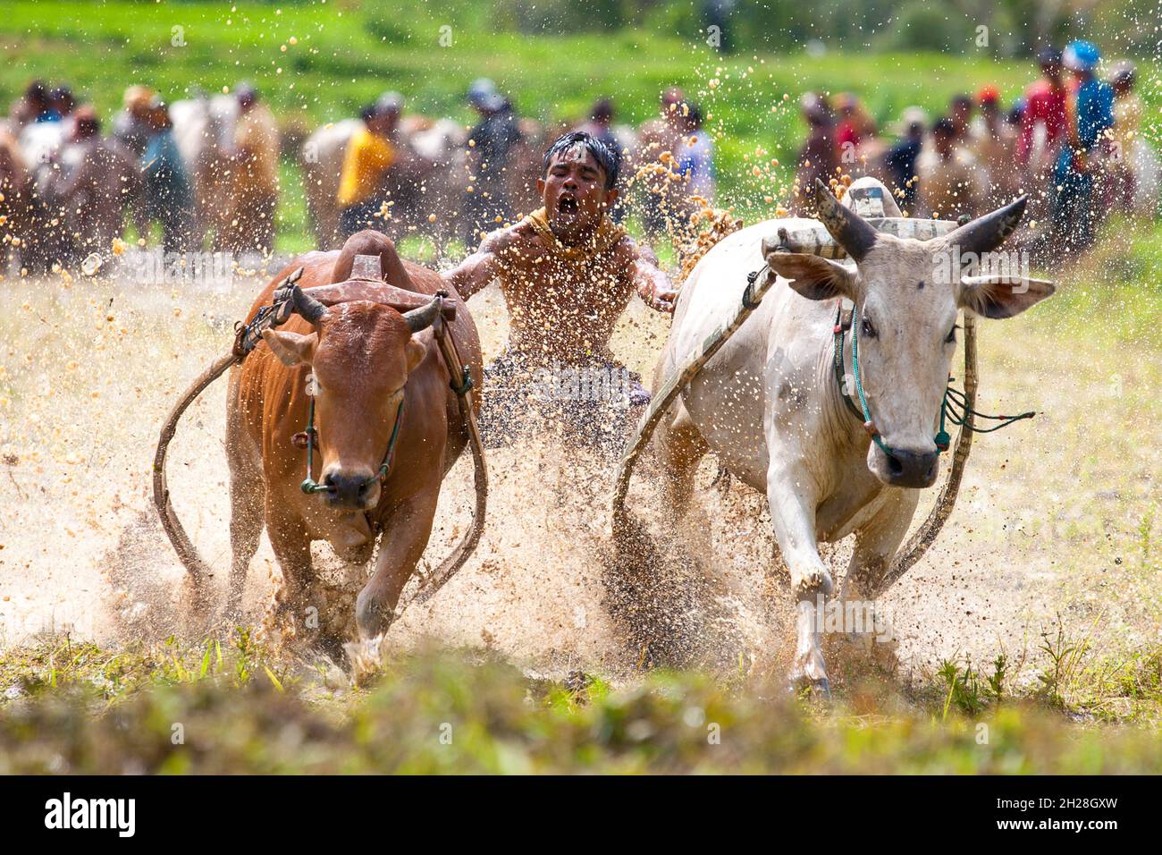The Pacu Jawi bull racing event that takes place in villages in West ...