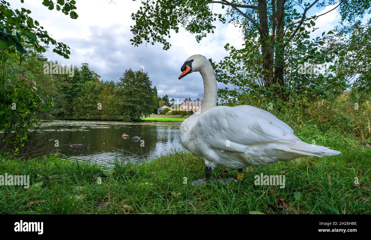 Adult Mute Swan beside the Lynford Hall Hotel pond in Norfolk, UK Stock ...