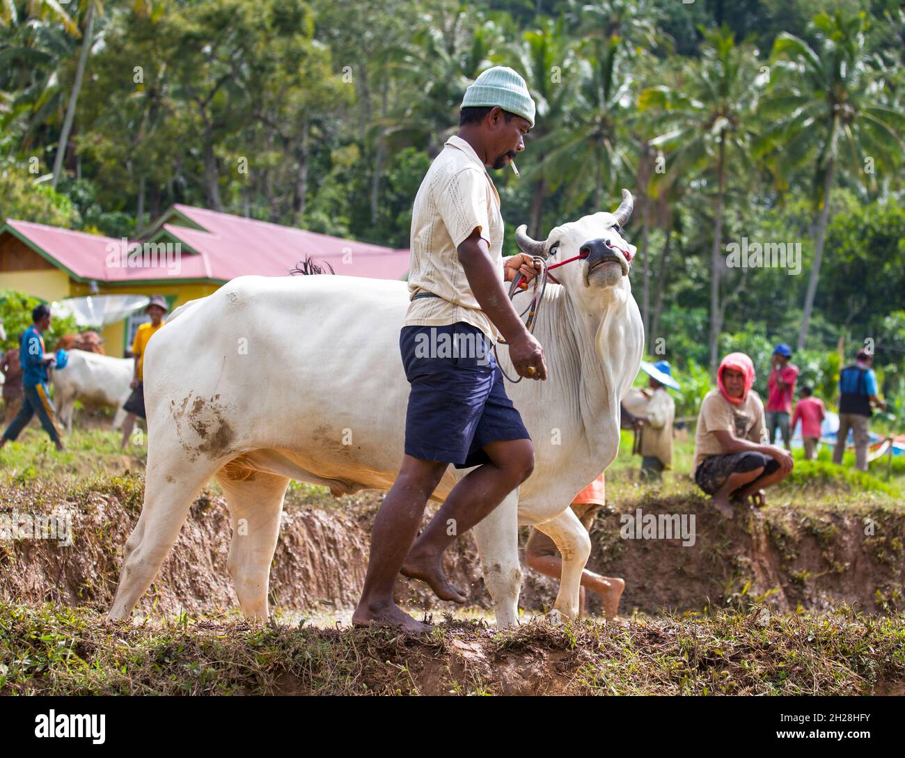A man walking his bull at the Pacu Jawi bull racing event that takes ...