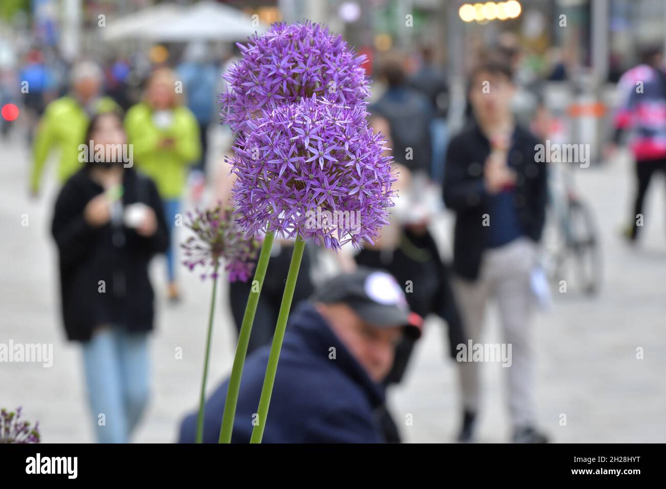 Wien blumen hi-res stock photography and images - Alamy