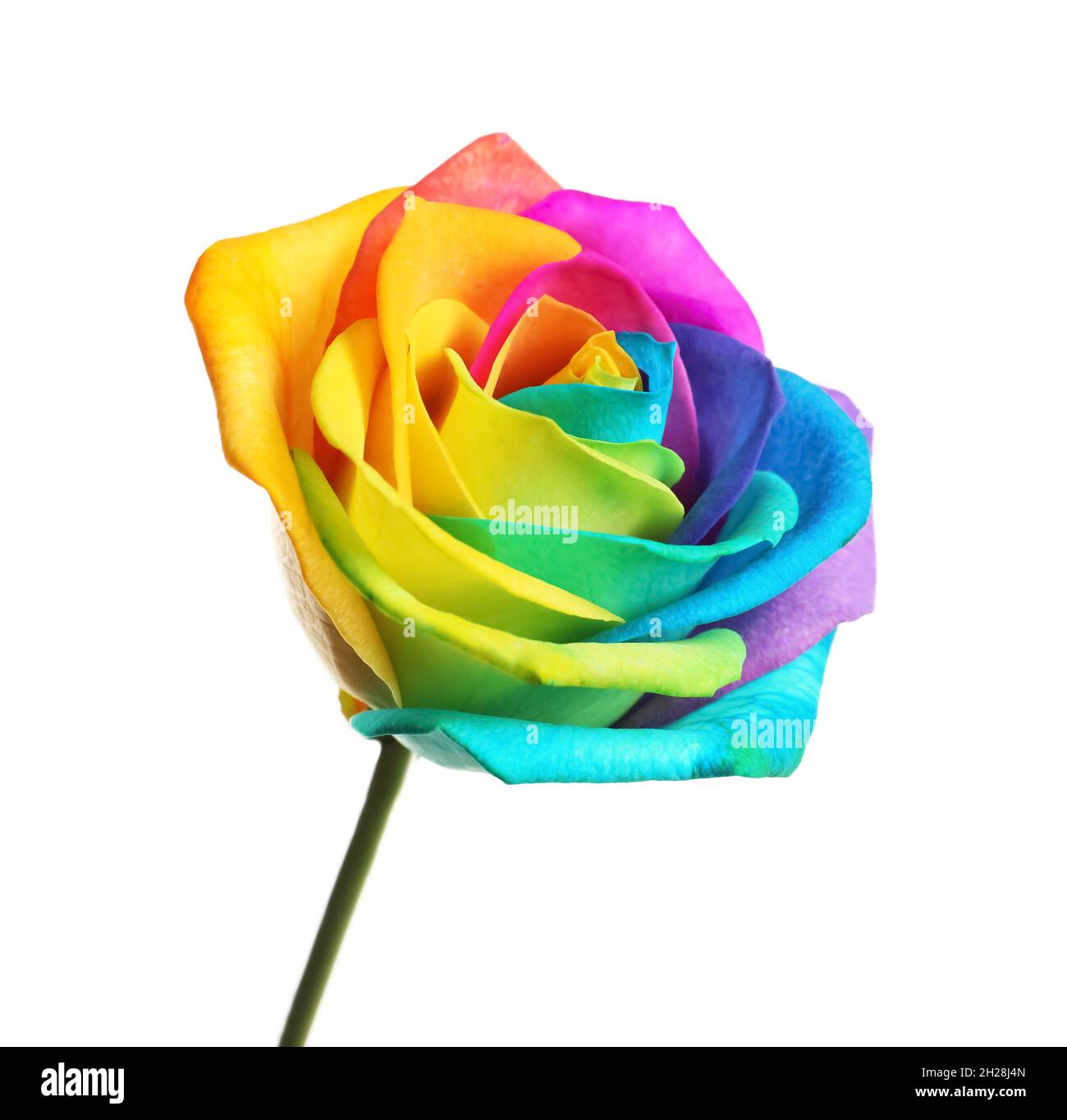 Amazing rainbow rose flower on white background Stock Photo - Alamy