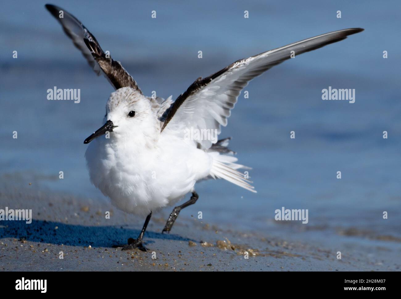 A sanderling (Calidris alba) spreads its wings in flight in Malibu ...