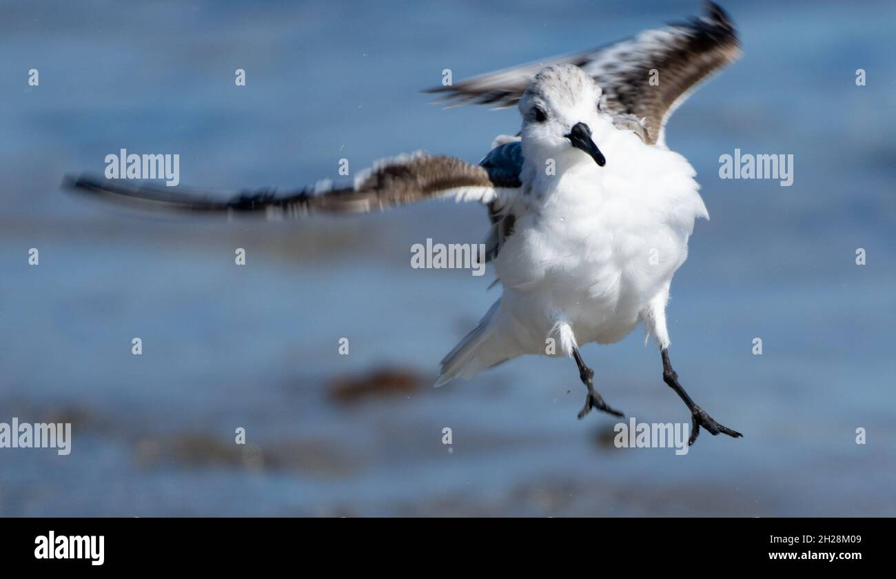 A sanderling (Calidris alba) spreads its wings in flight in Malibu ...