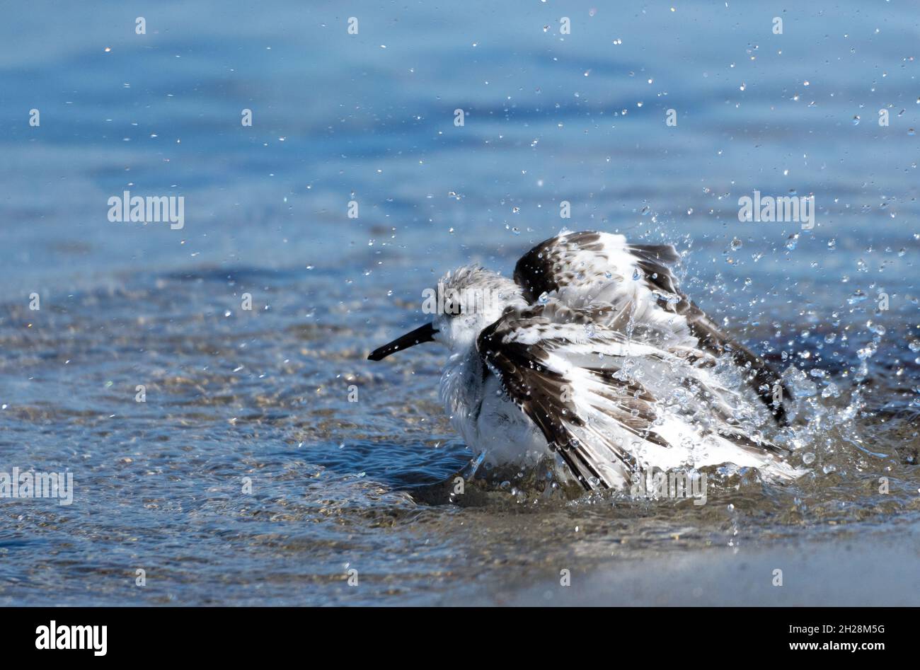 A sanderling (Calidris alba) bathes in the ocean at Malibu, California ...