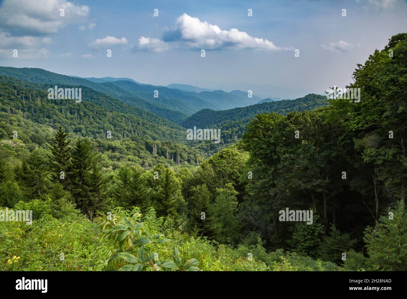 Hazy Blue Ridge Mountains in the distance behind evergreen trees near ...