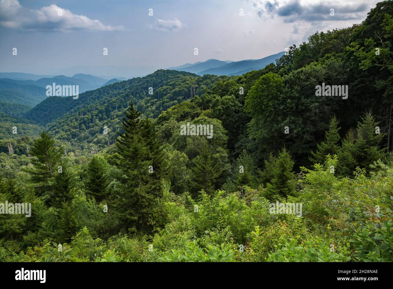 Hazy Blue Ridge Mountains in the distance behind evergreen trees near ...