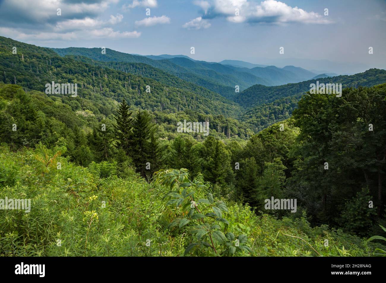 Hazy Blue Ridge Mountains in the distance behind evergreen trees near ...