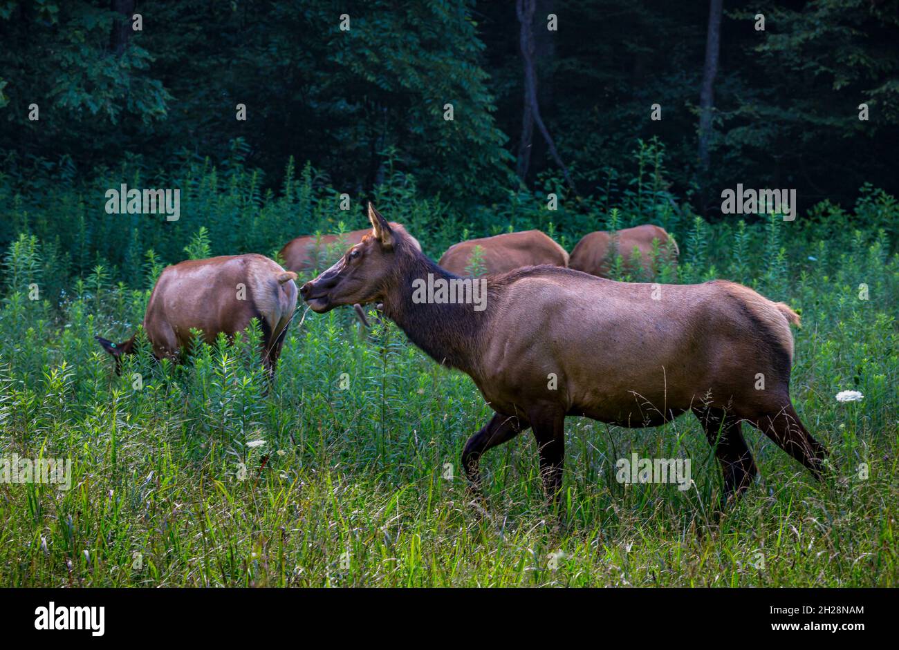 Wild North American Elk roaming free near the Oconaluftee Visitor ...