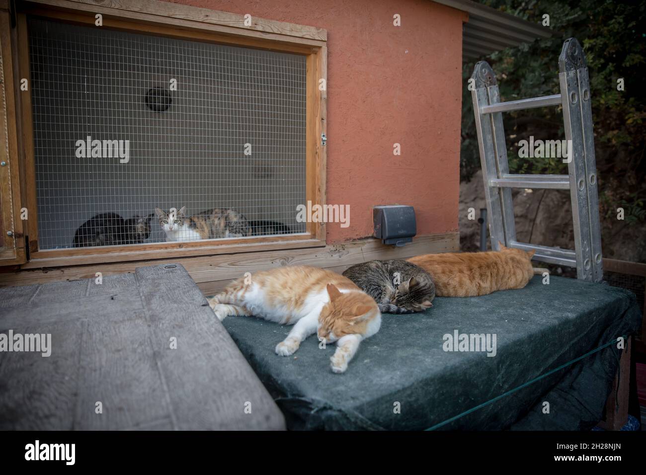 Cats seen sleeping in Tala Cat Park, which is attached to the Agios ...