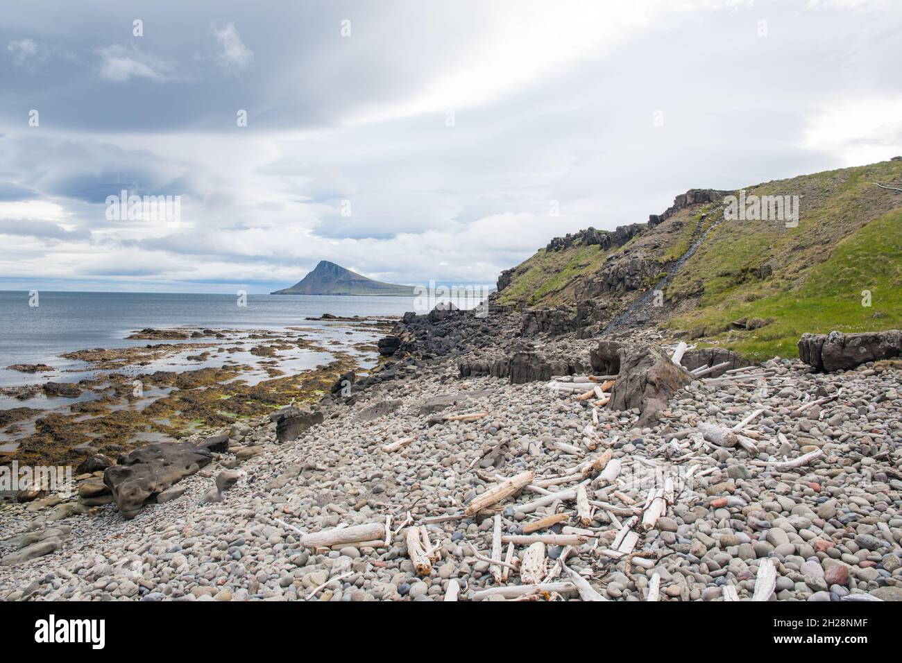 Drift wood on the coast of Trekyllisvik in Strandir in Icelandic ...
