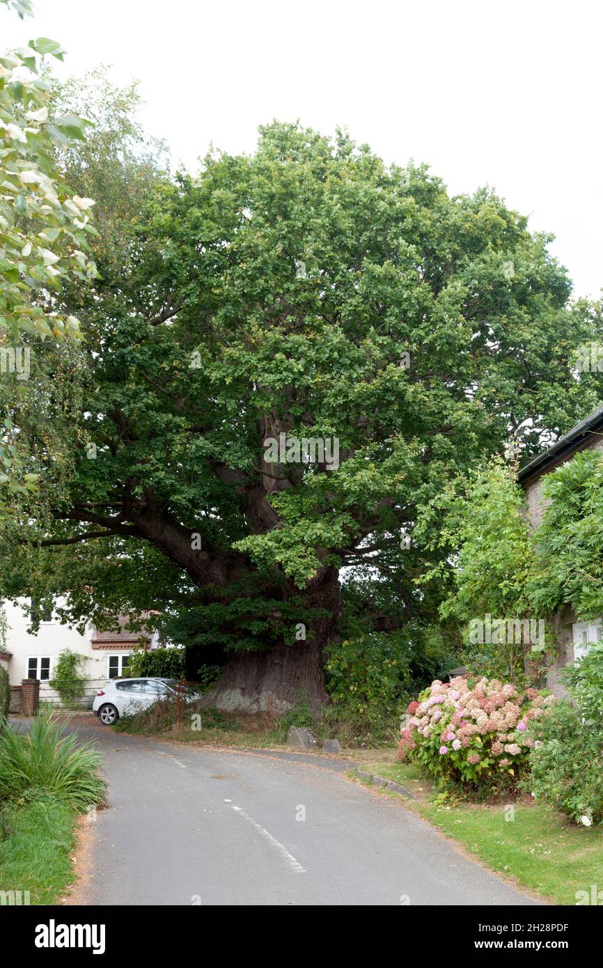 The Great Oak, Eardisley, Herefordshire Stock Photo - Alamy