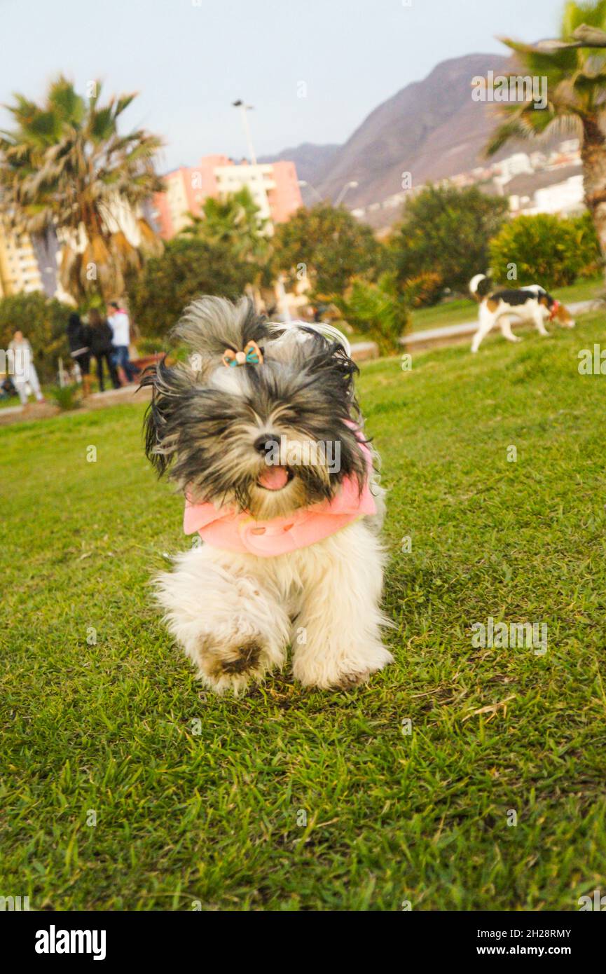 Shih Tzu running in the grass Stock Photo - Alamy