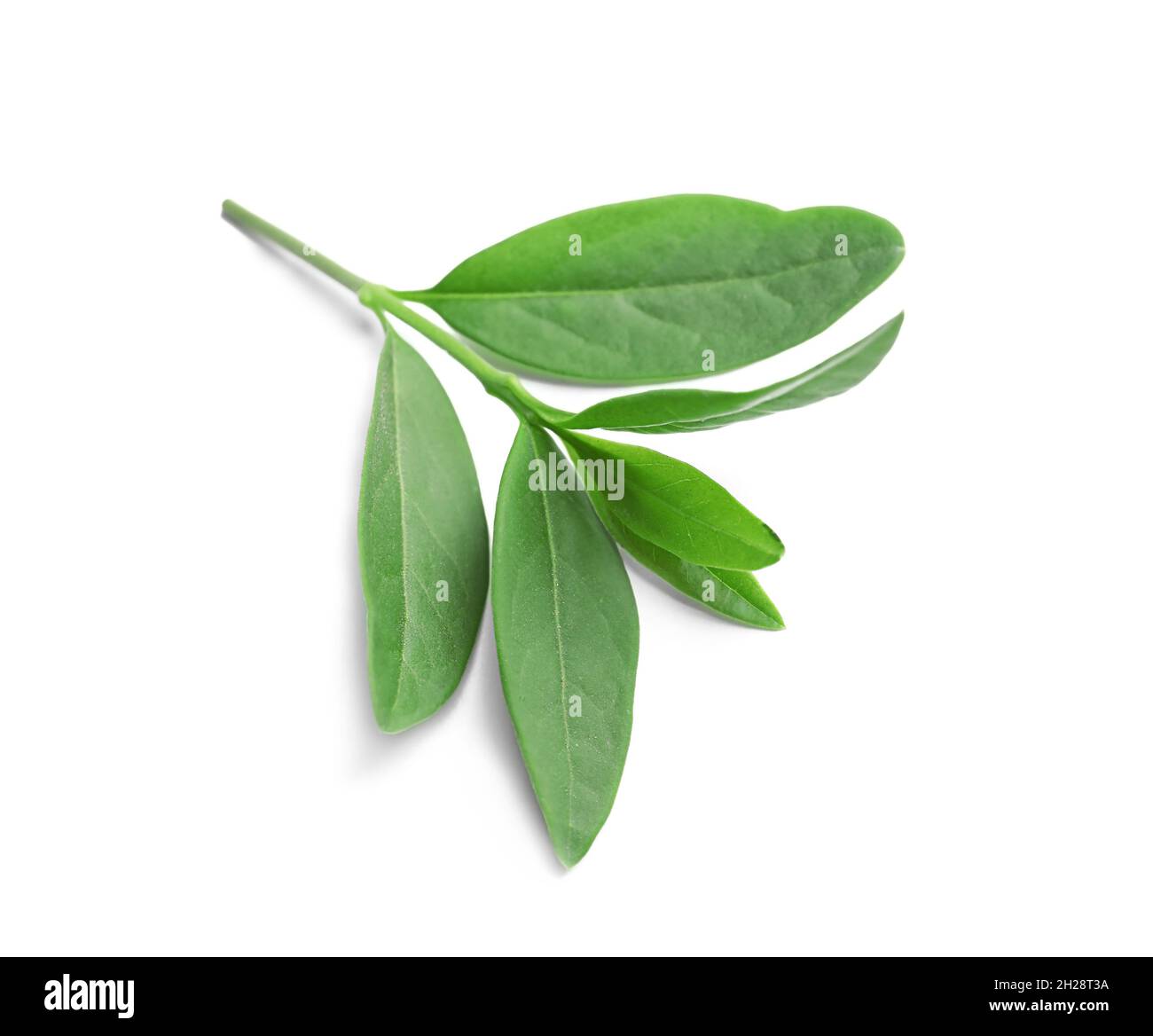 Beautiful spring green leaves on white background Stock Photo - Alamy