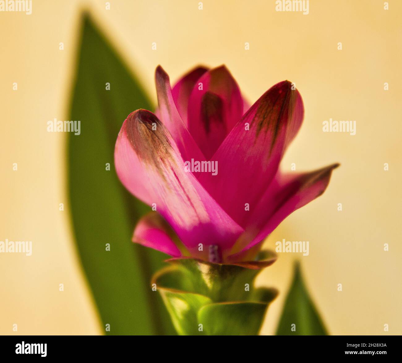Hidden stamen hi-res stock photography and images - Alamy