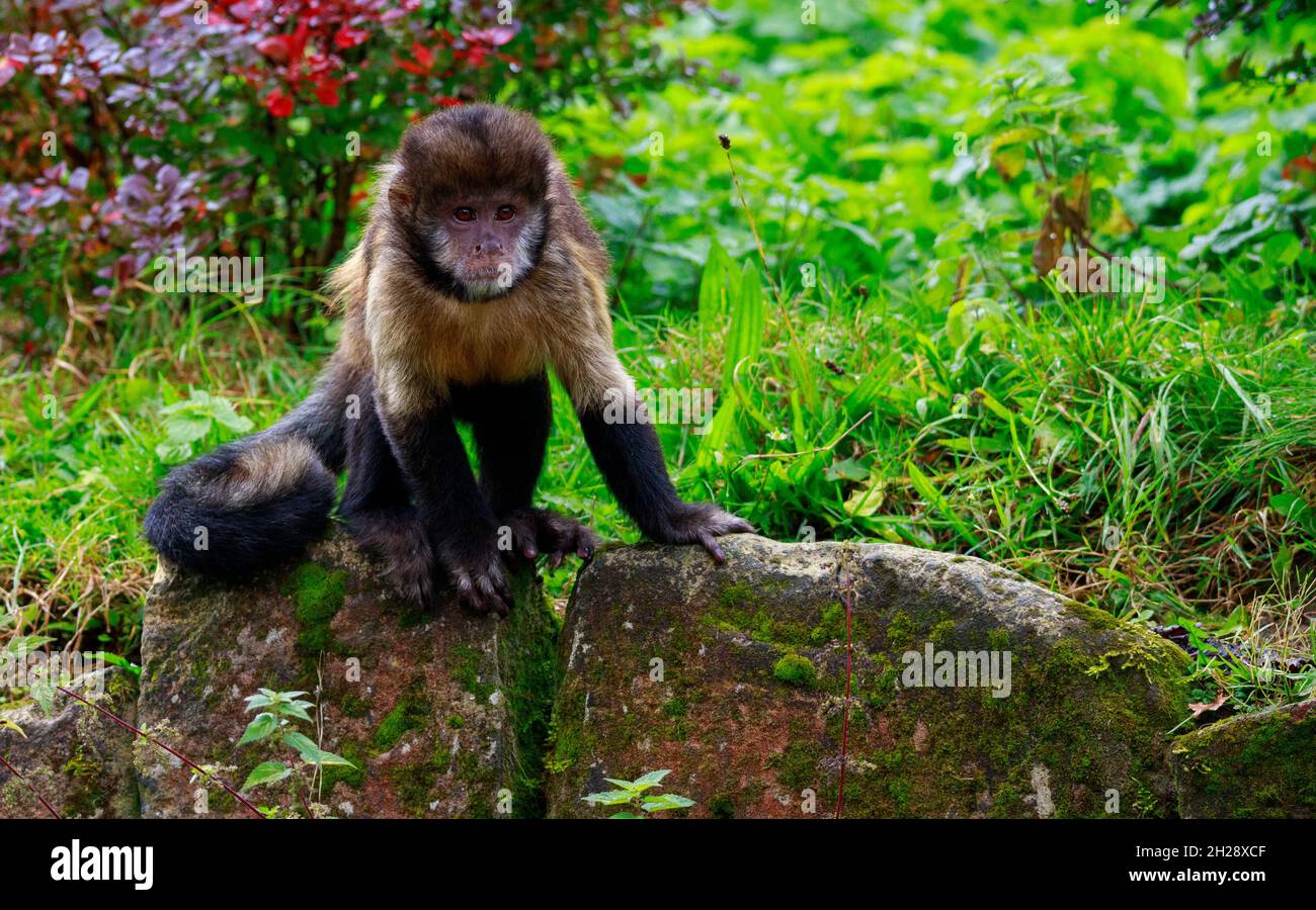 Closeup shot small monkeys hi-res stock photography and images - Alamy