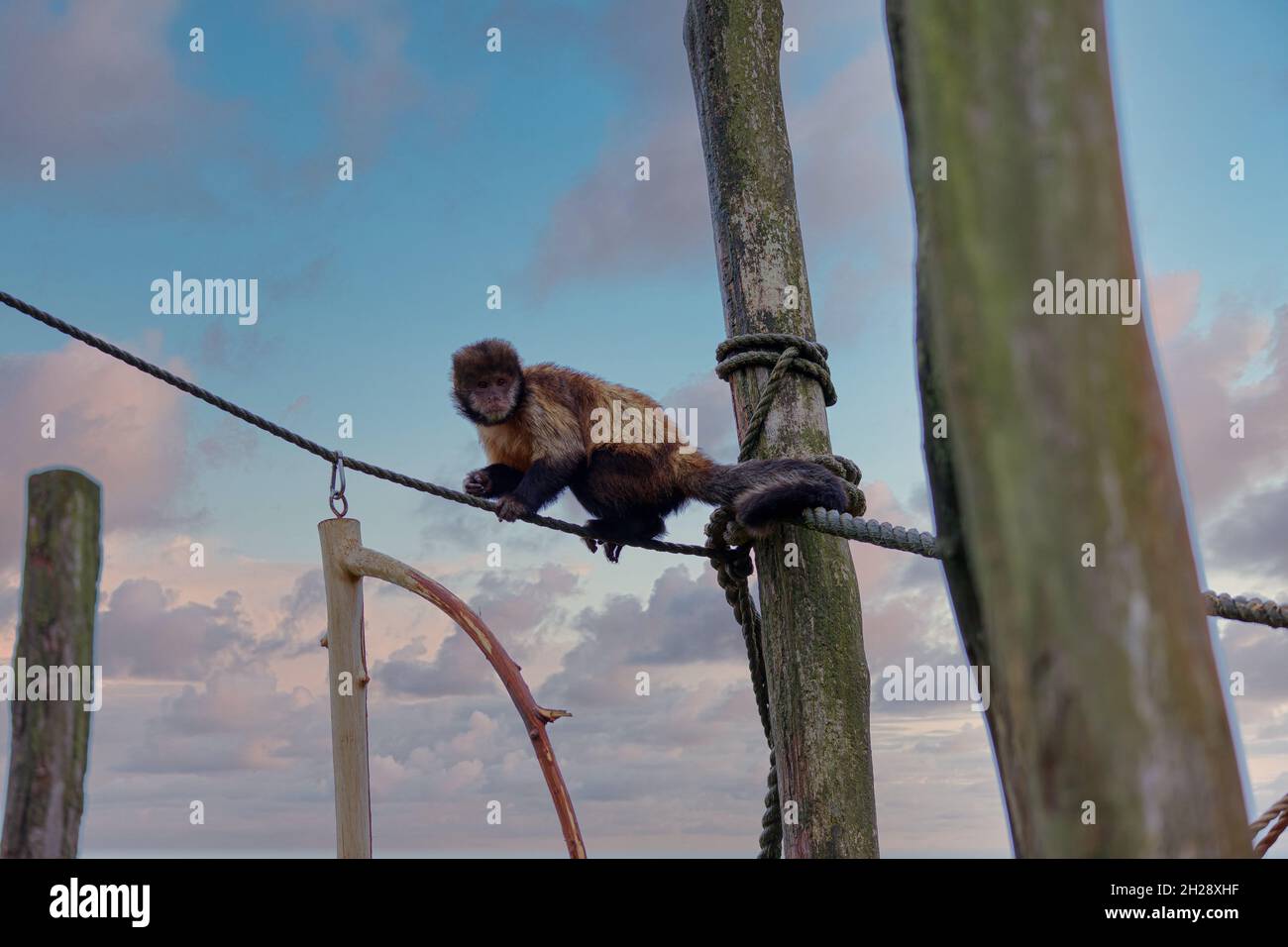 Closeup shot small monkeys hi-res stock photography and images - Alamy