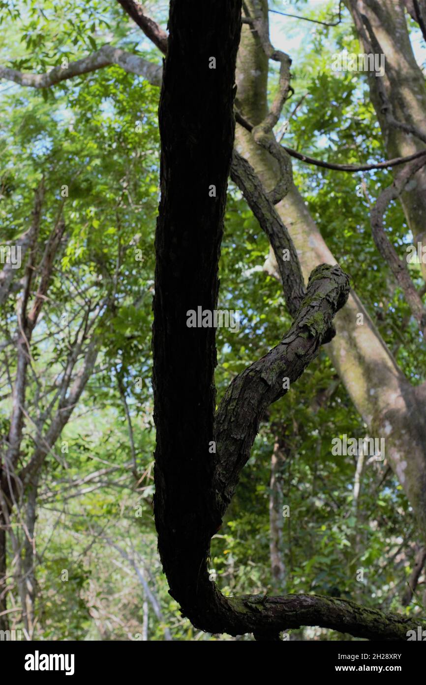 Vertical shot of a tall branch of a tree in a forest Stock Photo - Alamy