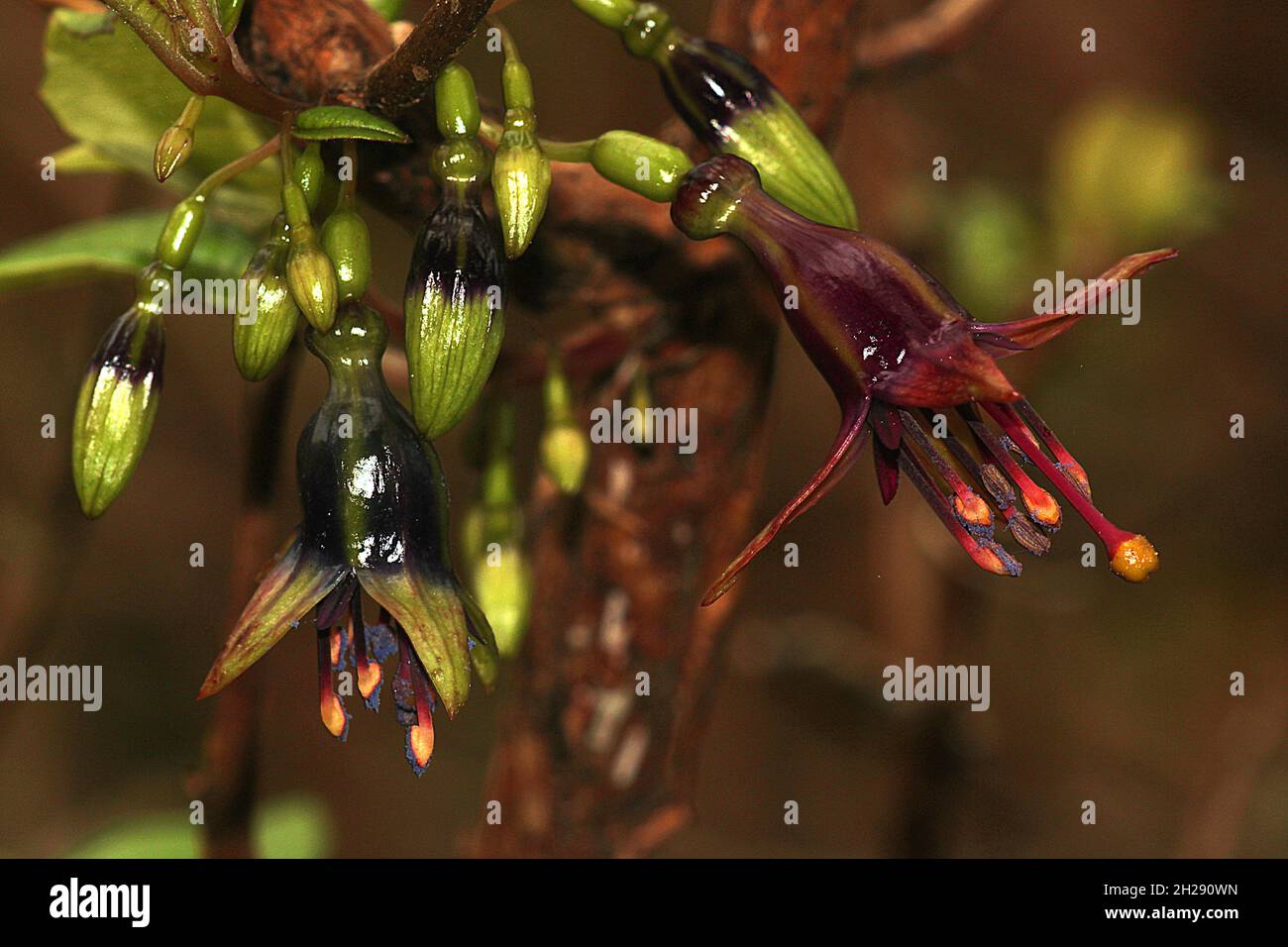 New Zealand tree fuchsia flowers (Fuchsia exorticata Stock Photo - Alamy